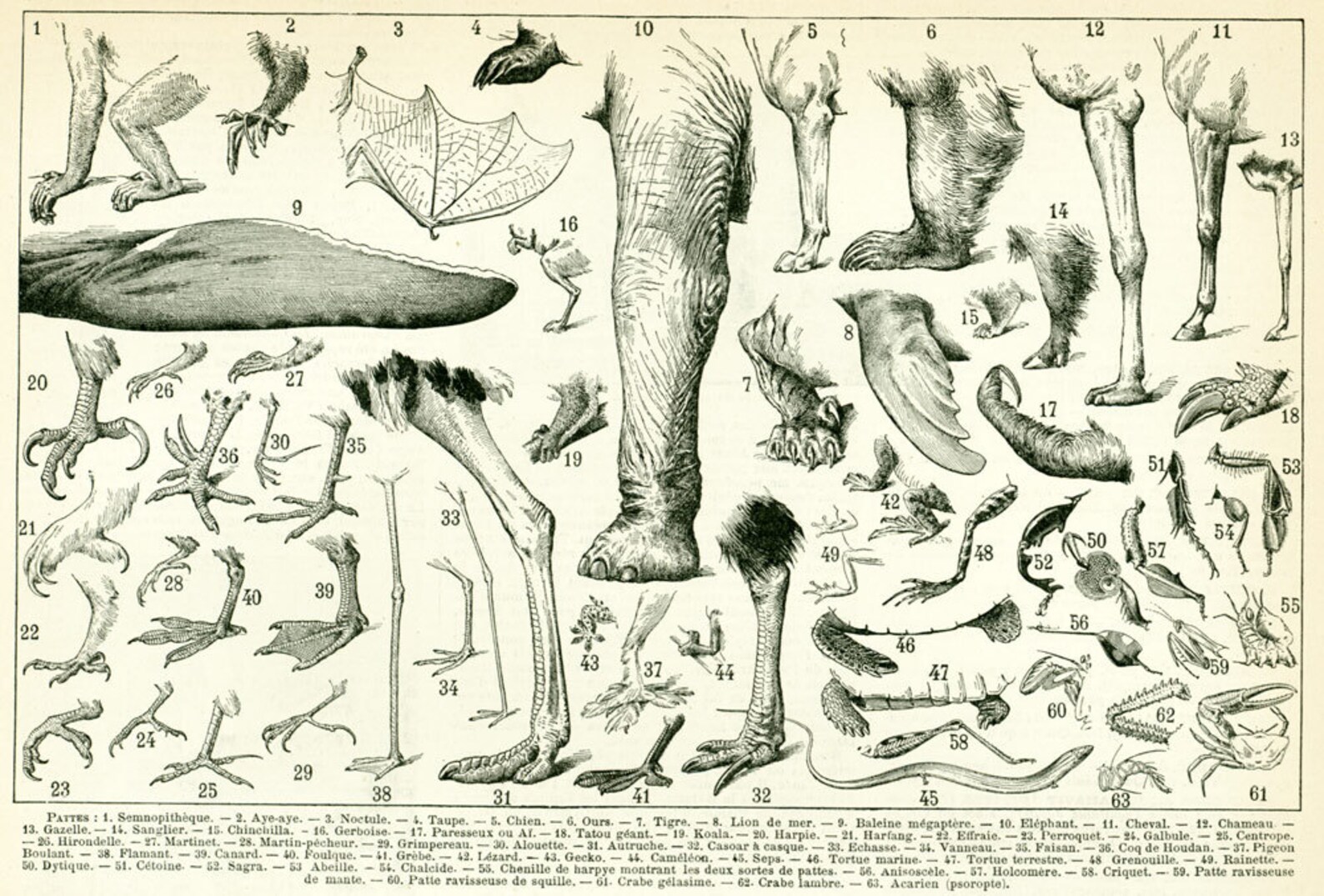 1897 Les différents types de Pattes. Zoologie. Histoire - Etsy France