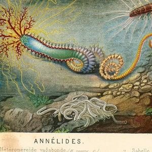 1881 Antique Worms Print French Encyclopedia Illustration | Etsy