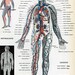 1897 Anatomy Human Body Parts Encyclopedia Larousse Medical Home Decor ...