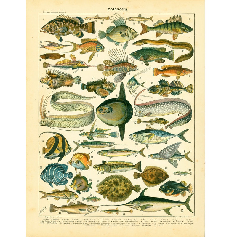 Antique Fish Print - Etsy