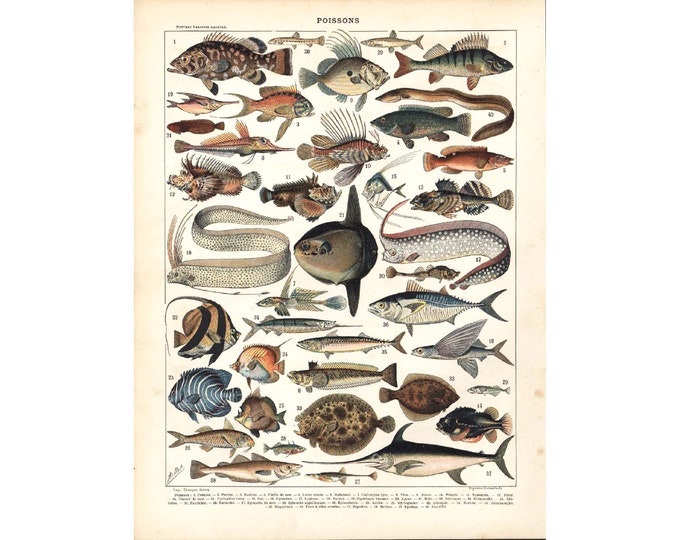 1930 Antique Fish Chart Ichtyology Identification Authentic 1930s Print ...