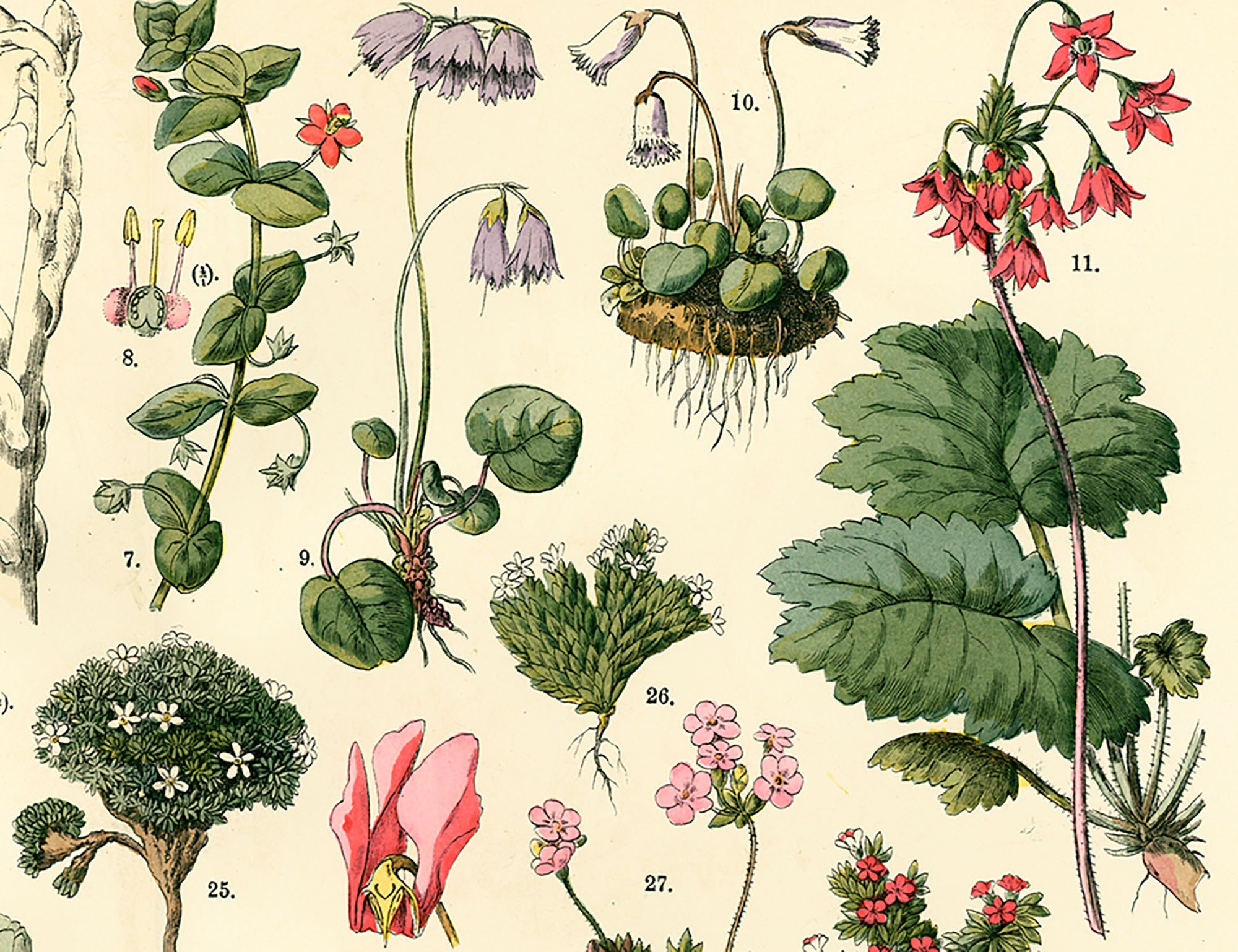 1885 Primerose Family Chart Cyclamen Alpine Snowbell Rock - Etsy