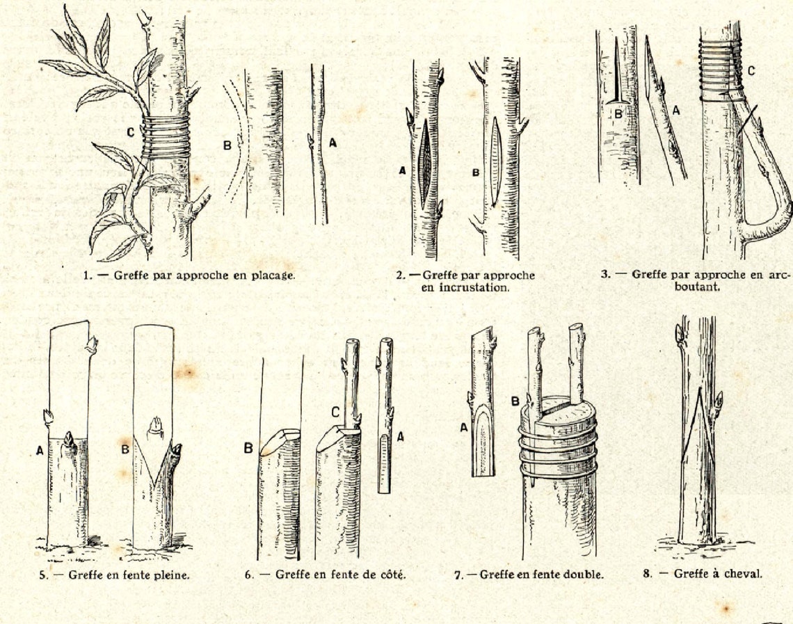 1922 Art du greffage. Principales sortes de greffes. - Etsy France