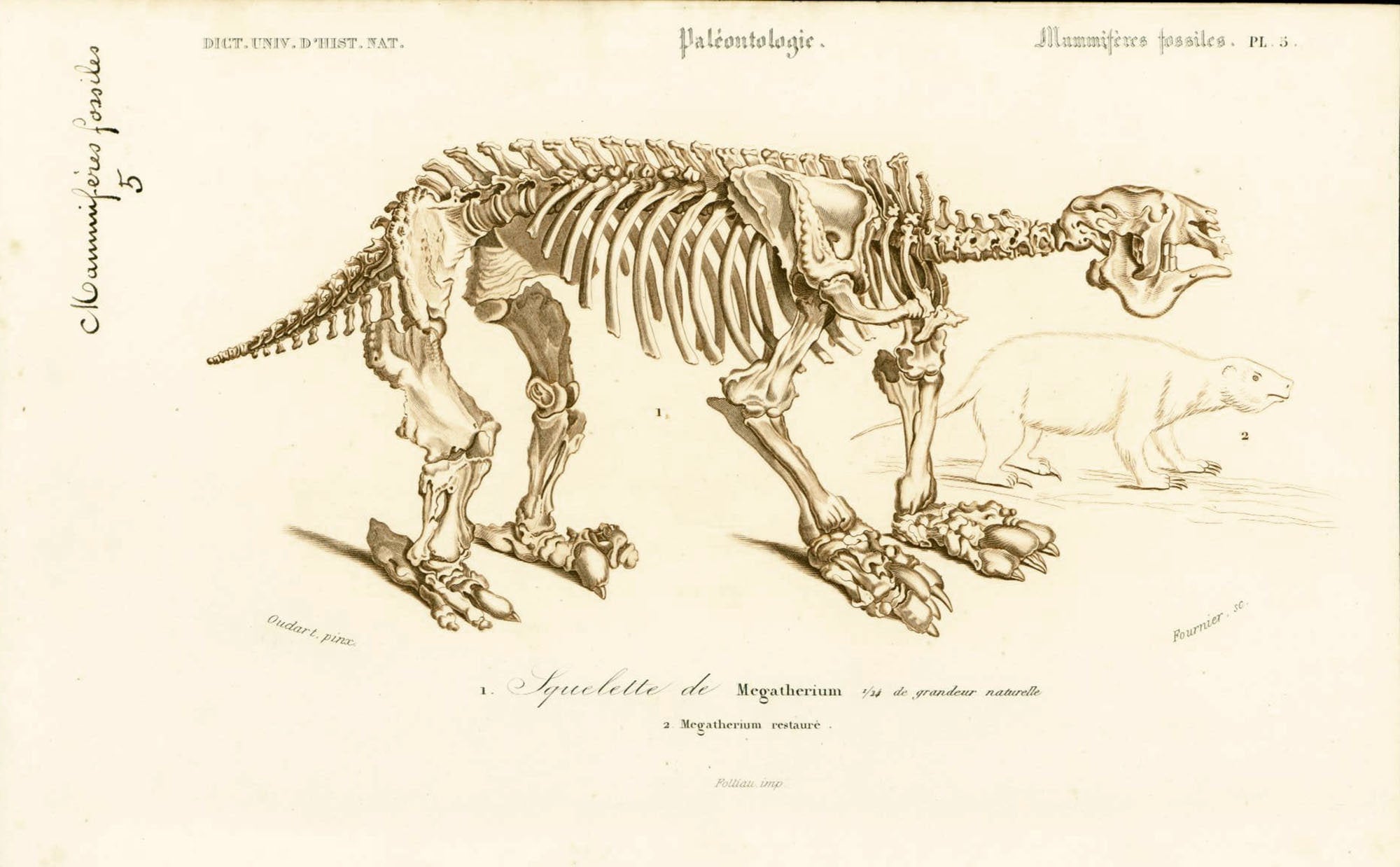Megatherium Skeleton