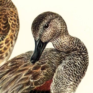 1969 Vintage Gadwall Dabbling Duck Print, Duck Illustration, Duck Wall ...
