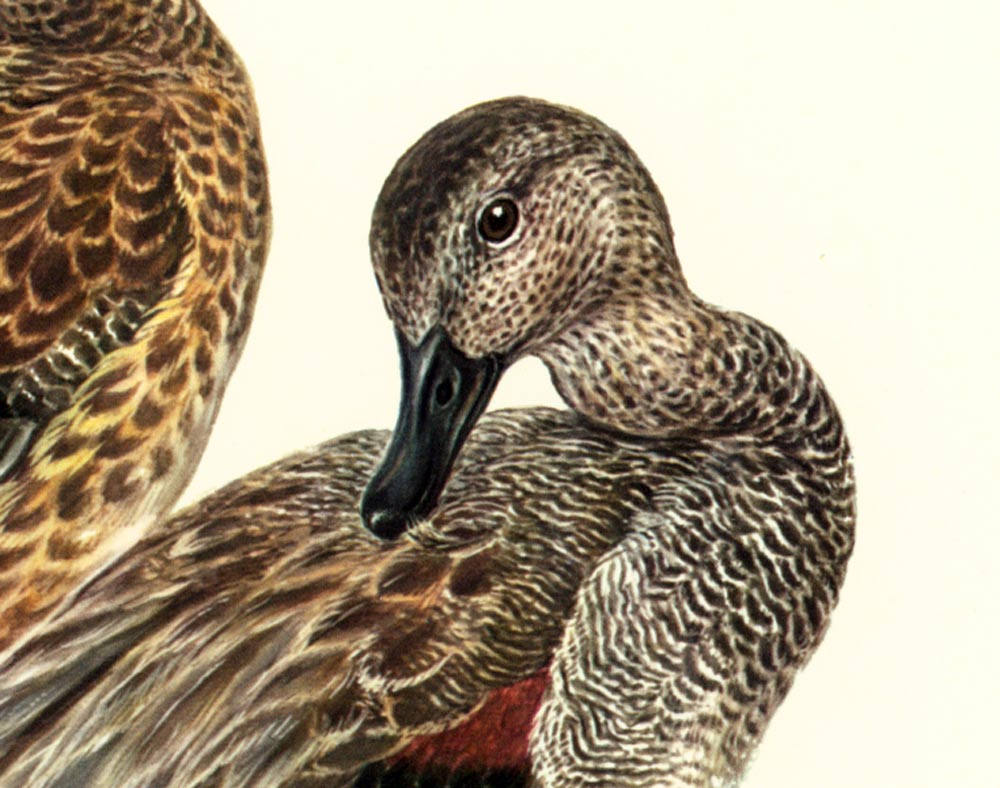 1969 Vintage Gadwall Dabbling Duck Print Duck Illustration - Etsy