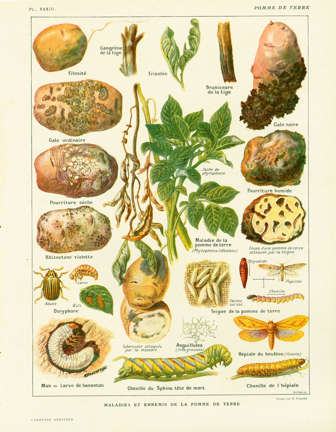 1922 Antique Print of Potato Diseases, Potato Pathology, Insect ...