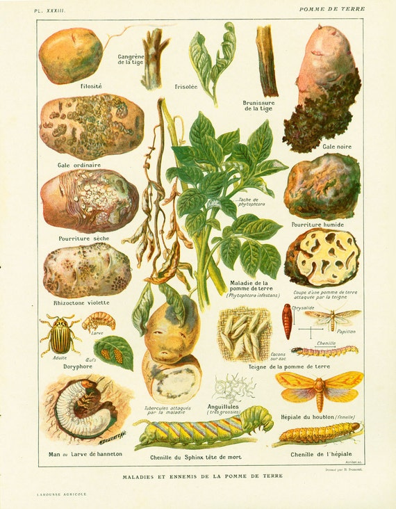 1922 Antique Print of Potato Diseases Potato Pathology - Etsy