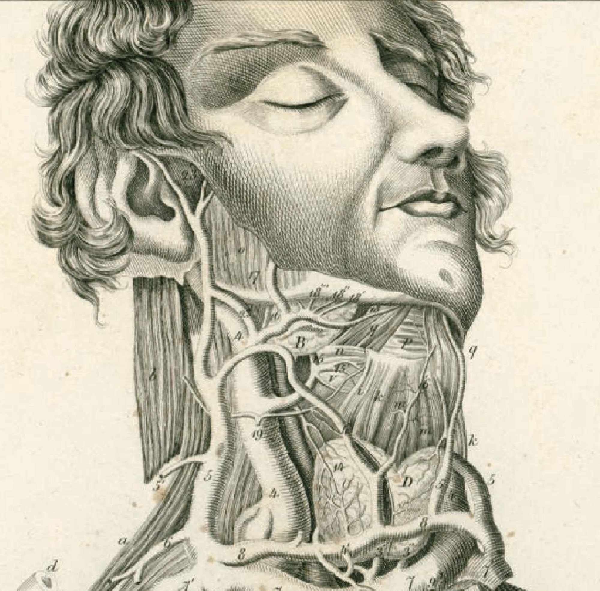 1831 Human Anatomy, Male Torso Trunk Human Body Muscles Abdomen Waist ...