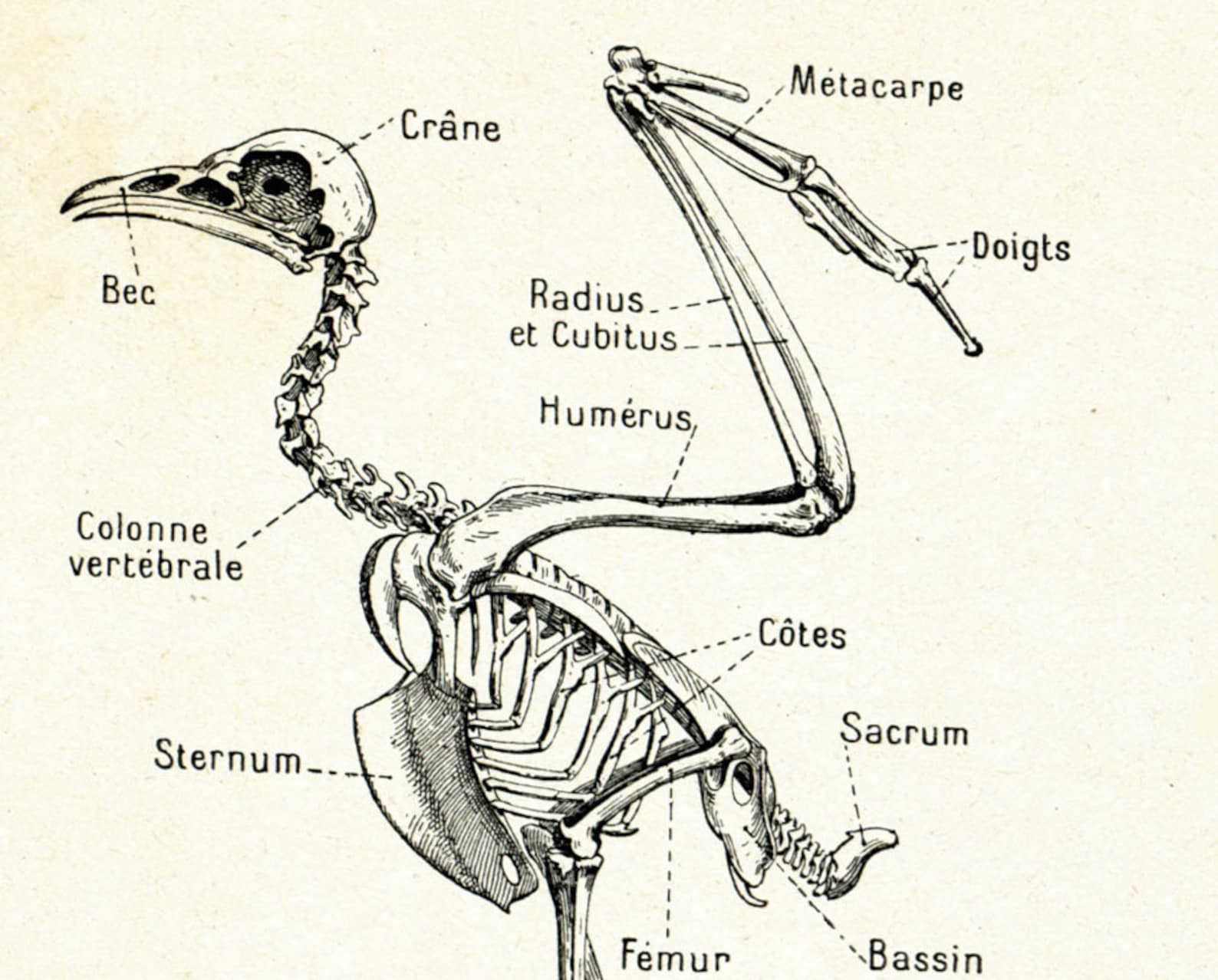 1922 Antique Bird Anatomy. Vintage Hen Skeleton Lithograph. - Etsy