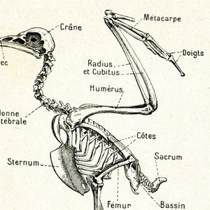 1922 Anatomie Squelette Poule Coq Oiseau. Planche illustrée - Etsy Canada
