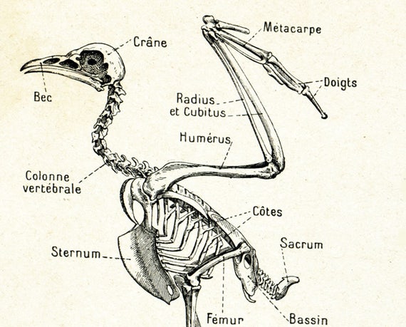 Diagrama De Anatomía Del Gallo