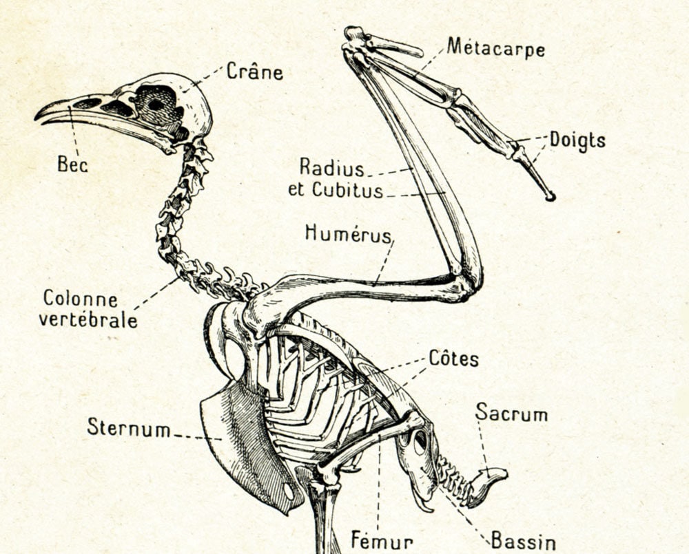1922 Antique Bird Anatomy. Vintage Hen Skeleton Lithograph. - Etsy