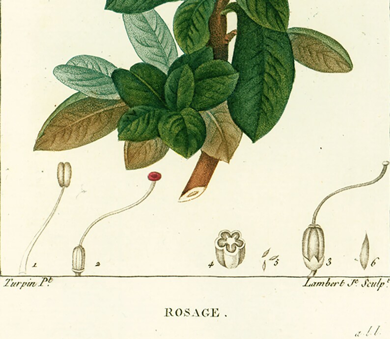 1814 Antique Rhododendron Print Flowers Herbal Natural History ...