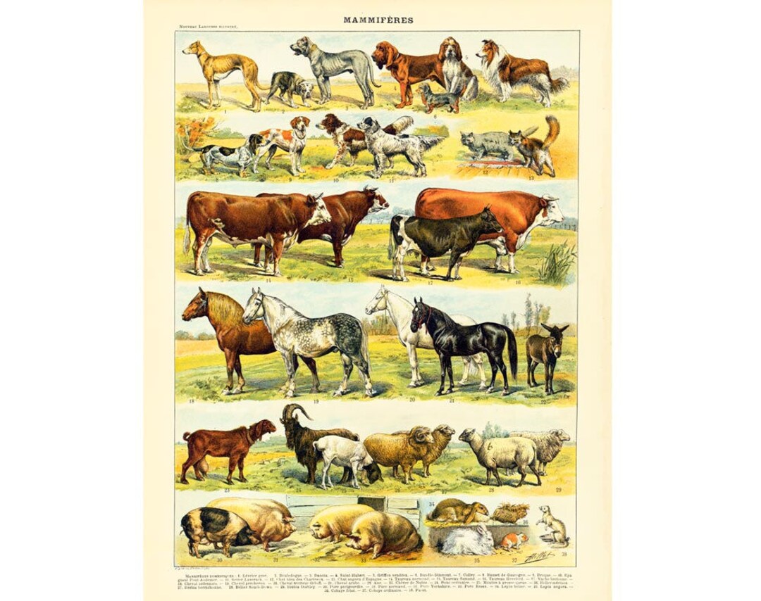 1897 Livestock Cattle Ram Sheep Farm Animals Antique Illustration ...