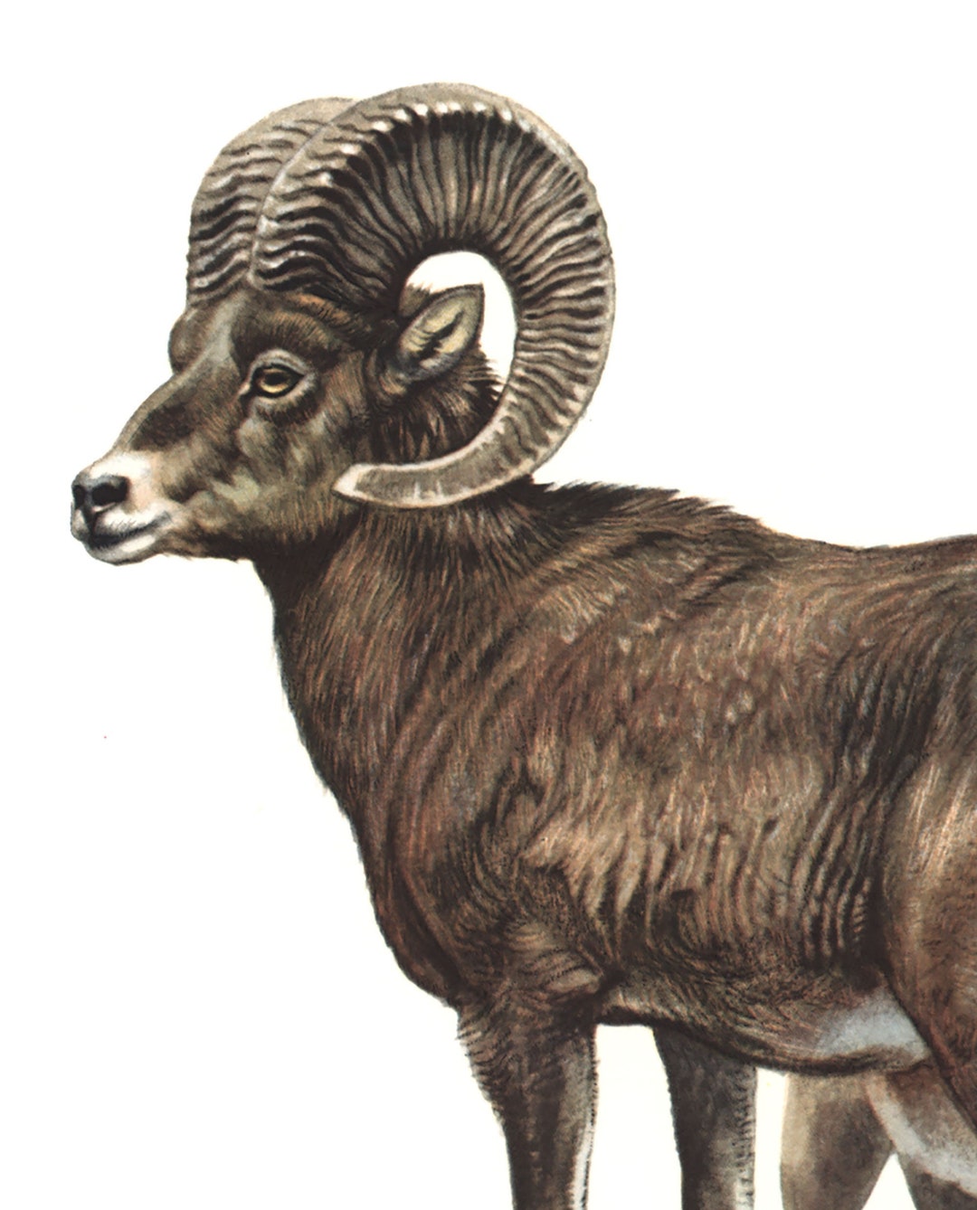1974 Bighorn Sheep Vintage Illustration, Deer Art Print, Ruminant Wild ...