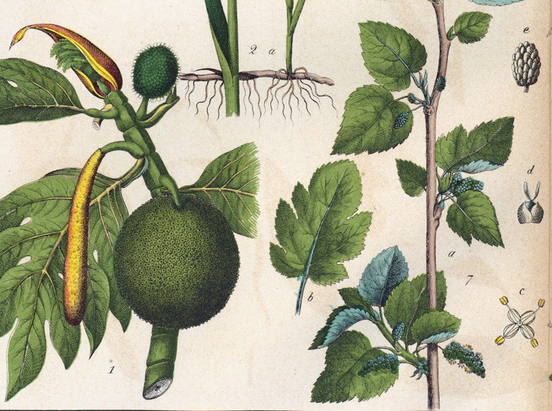 1869 Zea Grass Teosinte Maize Beadfruit Boxwood Buxus Nettles Typha Cattail Aquatic Plant