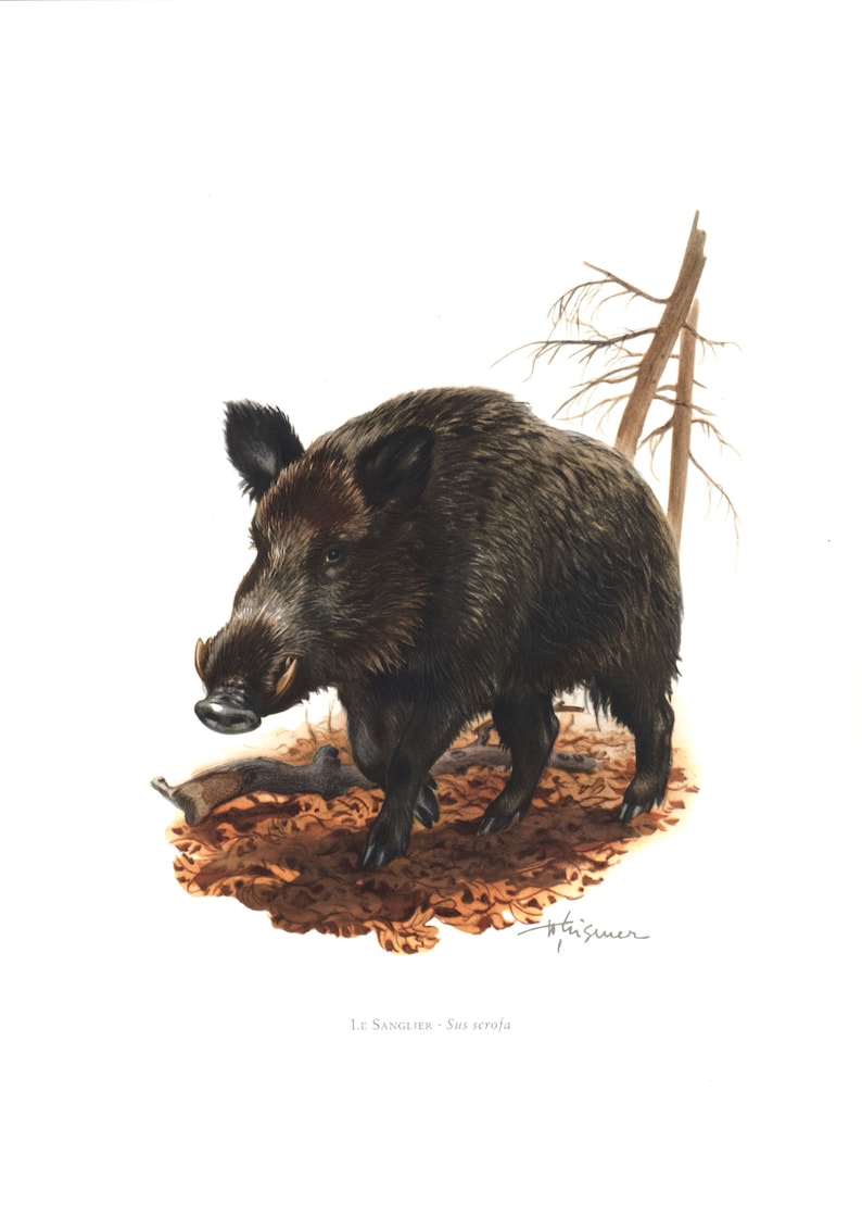 1974 Wild Pig Swine Boar Vintage Illustration, Animal Art Print, Wild ...