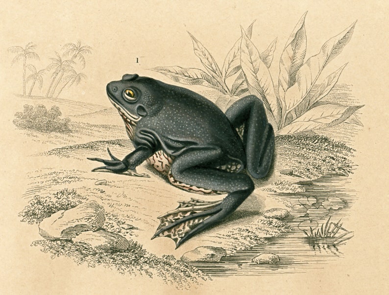 1861 Frog Toad, Original Antique Zoological Print by Orbigny, Pipa ...