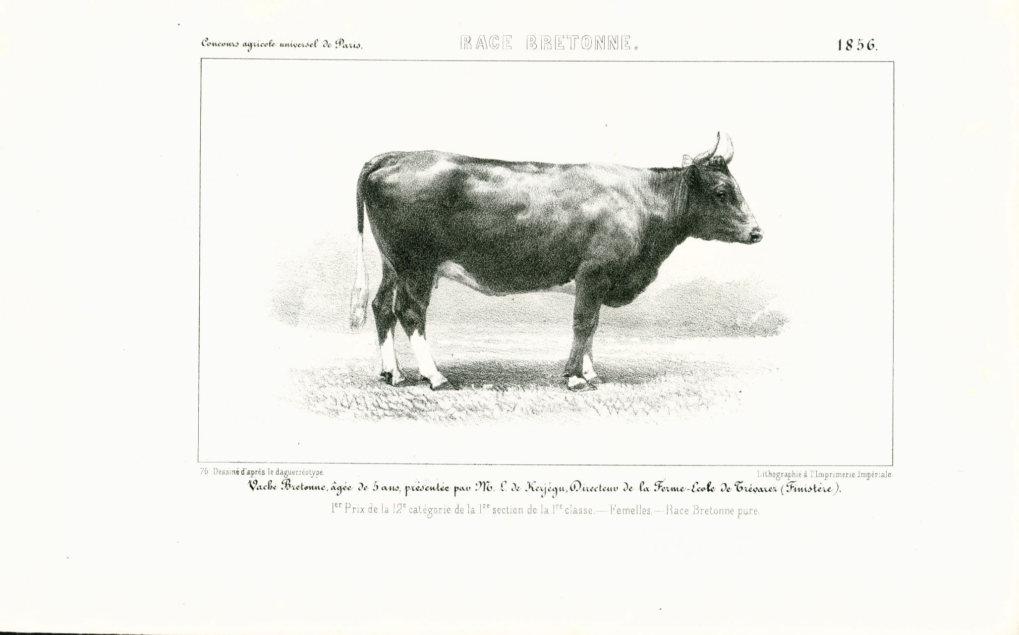 1856 Breton Dairy Cattle Breed Antique Cow Print Farming Cow - Etsy