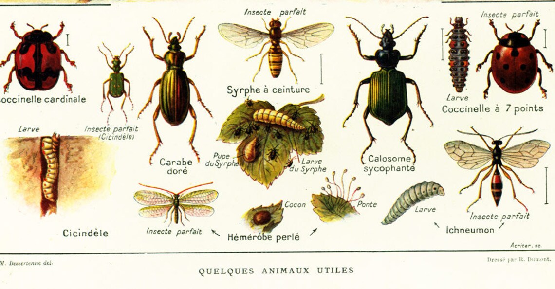 1922 Beneficial Animals & Insects Print, Antique Illustration ...