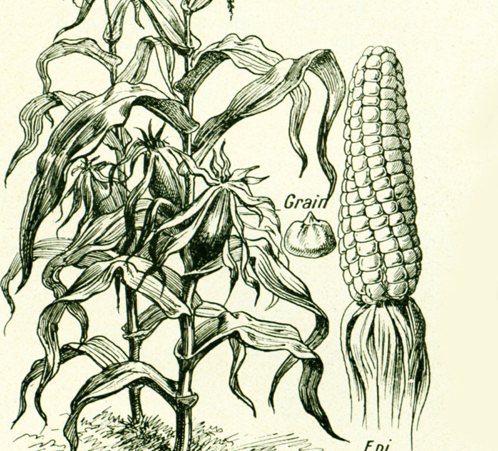 1922 Antique Corn Print Vintage Botanical Fruits Vegetables | Etsy