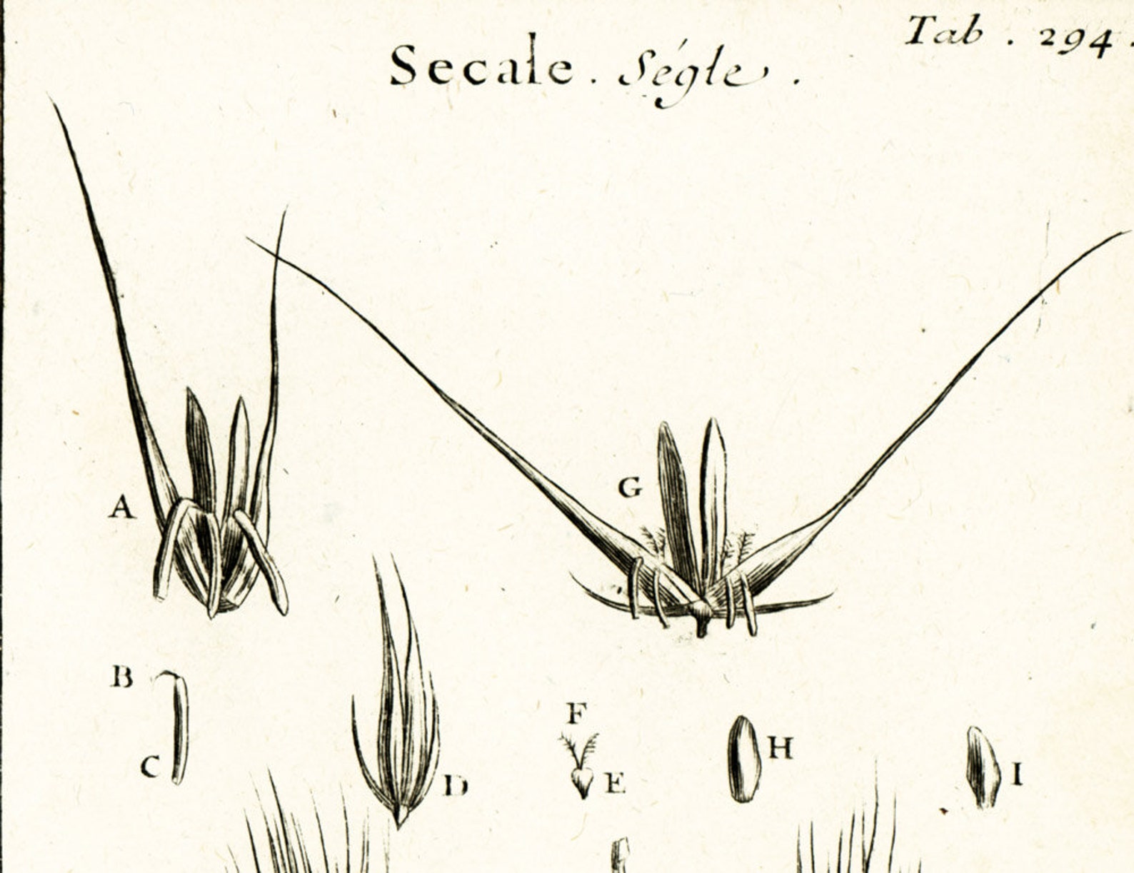 1797 Antique Rye Print Corn Cereal Grain Botanical Farming Agriculture ...