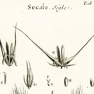 1797 Antique Rye Print Corn Cereal Grain Botanical Farming Agriculture ...