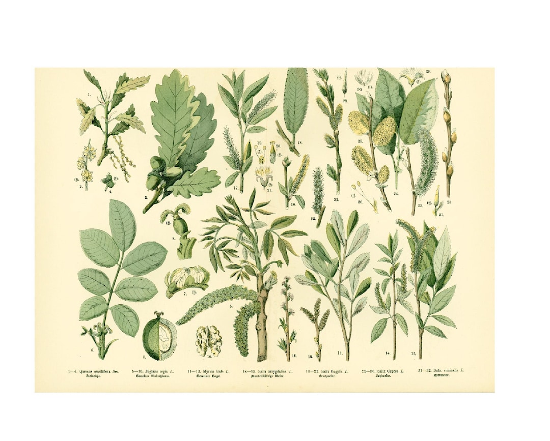 1885 Antique Walnut Willow Oak Acorn Salix Catkins Leaf, Edible Fruit ...