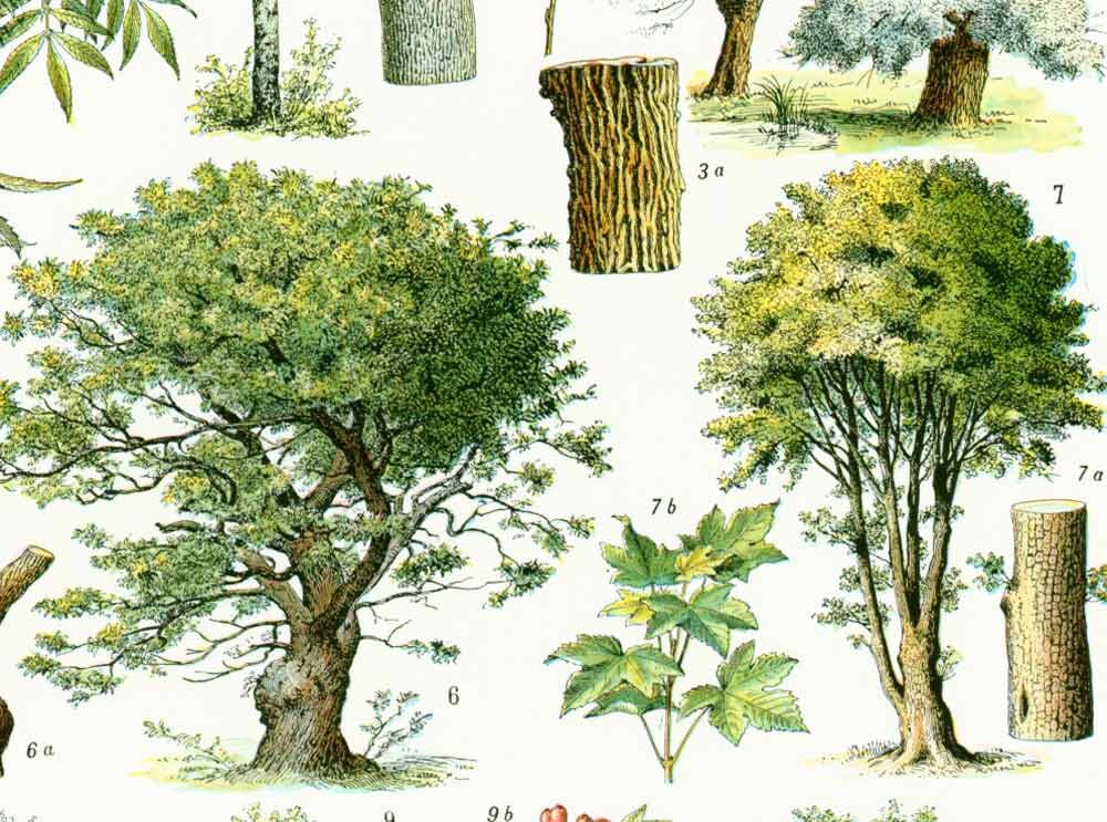 1933 Vintage Trees Print. Deciduous Hardwood. Antique Botanical Print ...