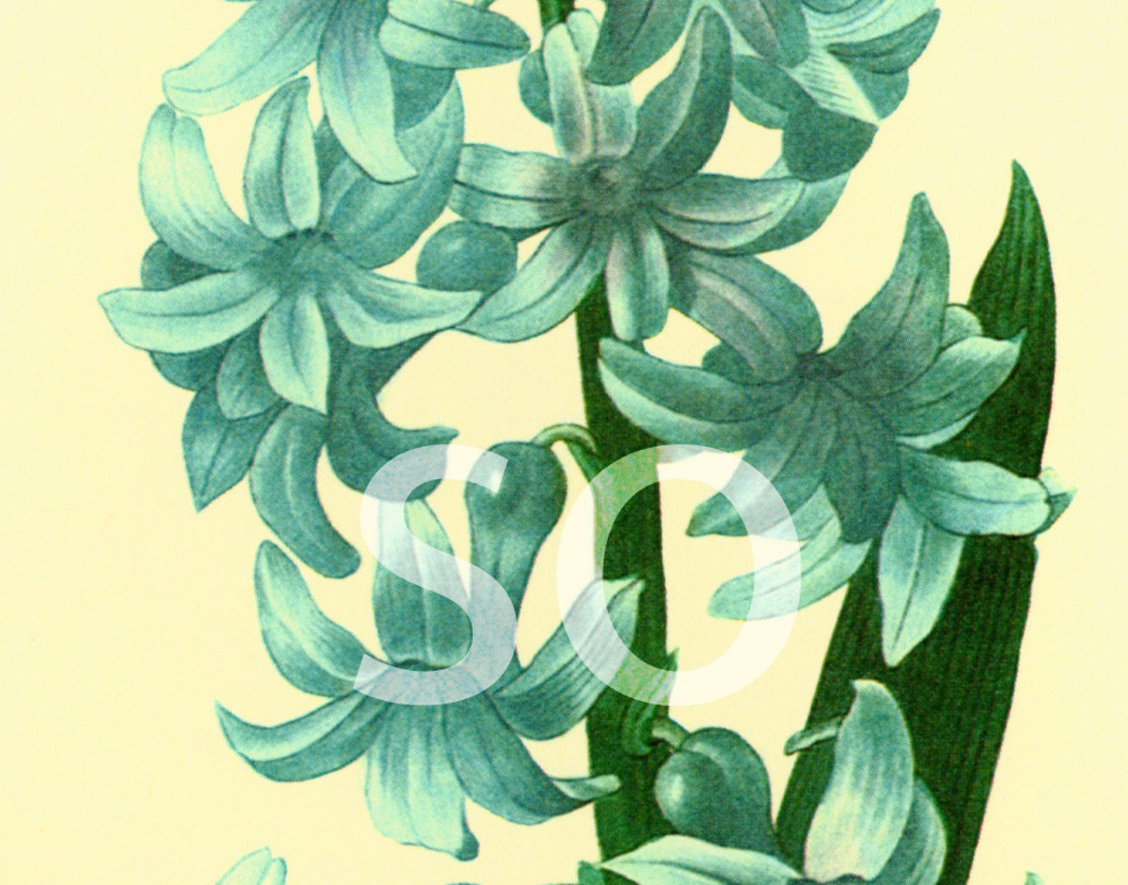 Blue Hyacinth Large Size Illustration Redoute French Botanical Print - Etsy