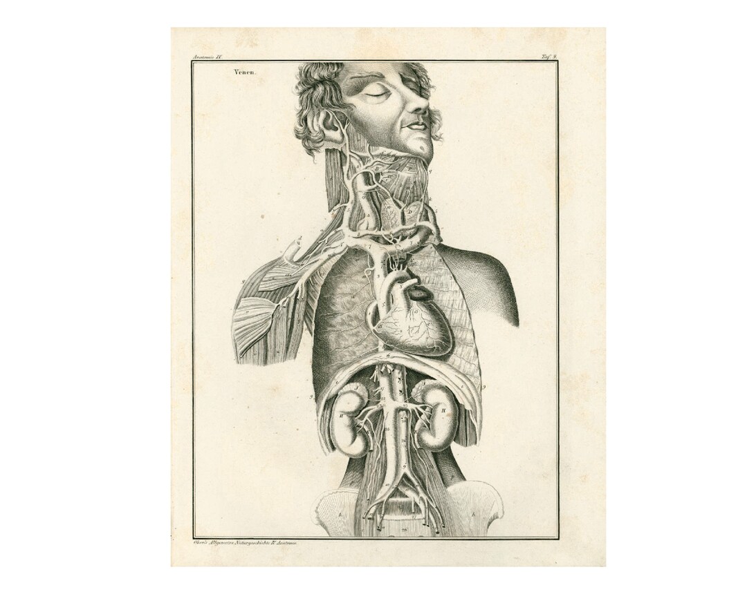 1831 Human Anatomy, Male Torso Trunk Human Body Muscles Abdomen Waist ...