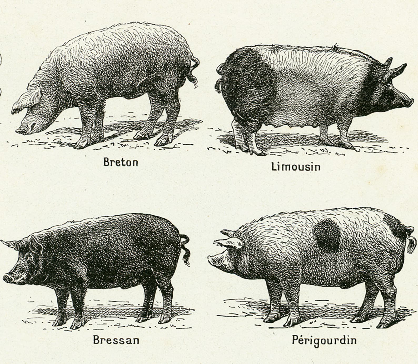 1922 Antique PIG Print Swine Hogs Vintage Farm Animals - Etsy