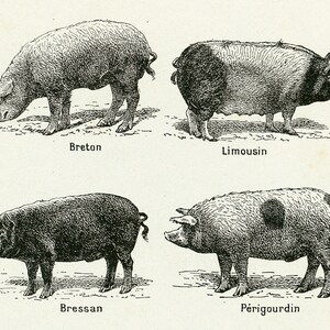 1922 Antique PIG Print, Swine, Hogs, Vintage Farm Animals, Original ...