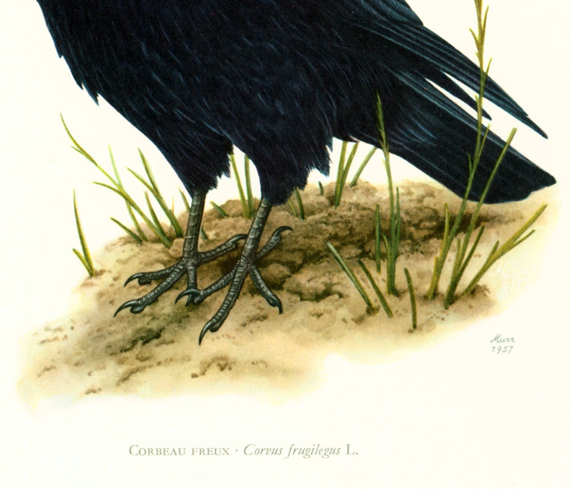 1961 Raven. Rook. Vintage Bird Print. Ornithology. Nature Wall | Etsy