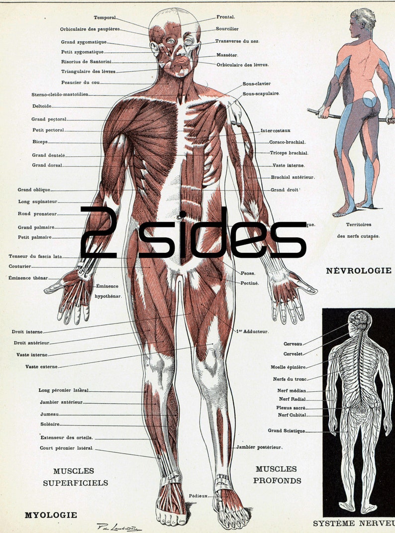 1897 Anatomy Human Body Parts Encyclopedia Larousse Medical - Etsy