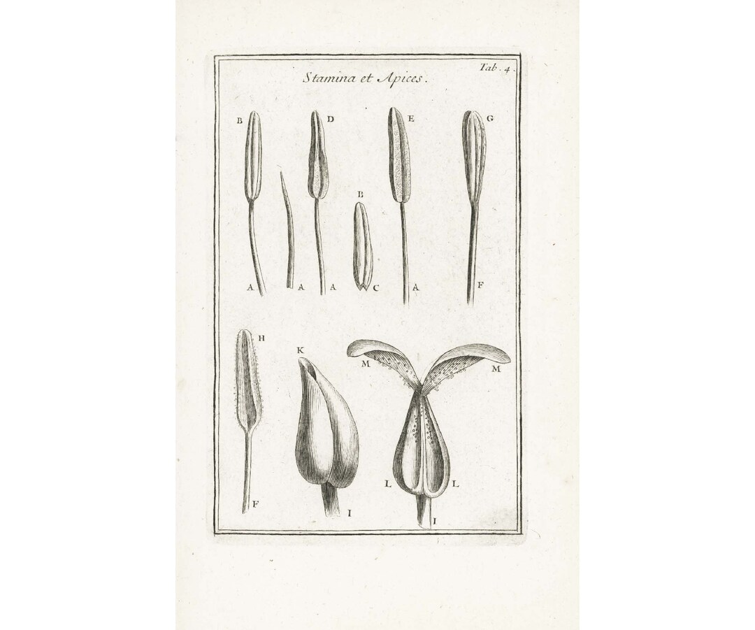 1797 Anatomie d'une fleur Calice Stigmate Style Anthère Pistil Ovaire ...