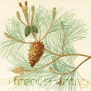 1861 Maritime Pine Antique Engraving Hand colored Original | Etsy