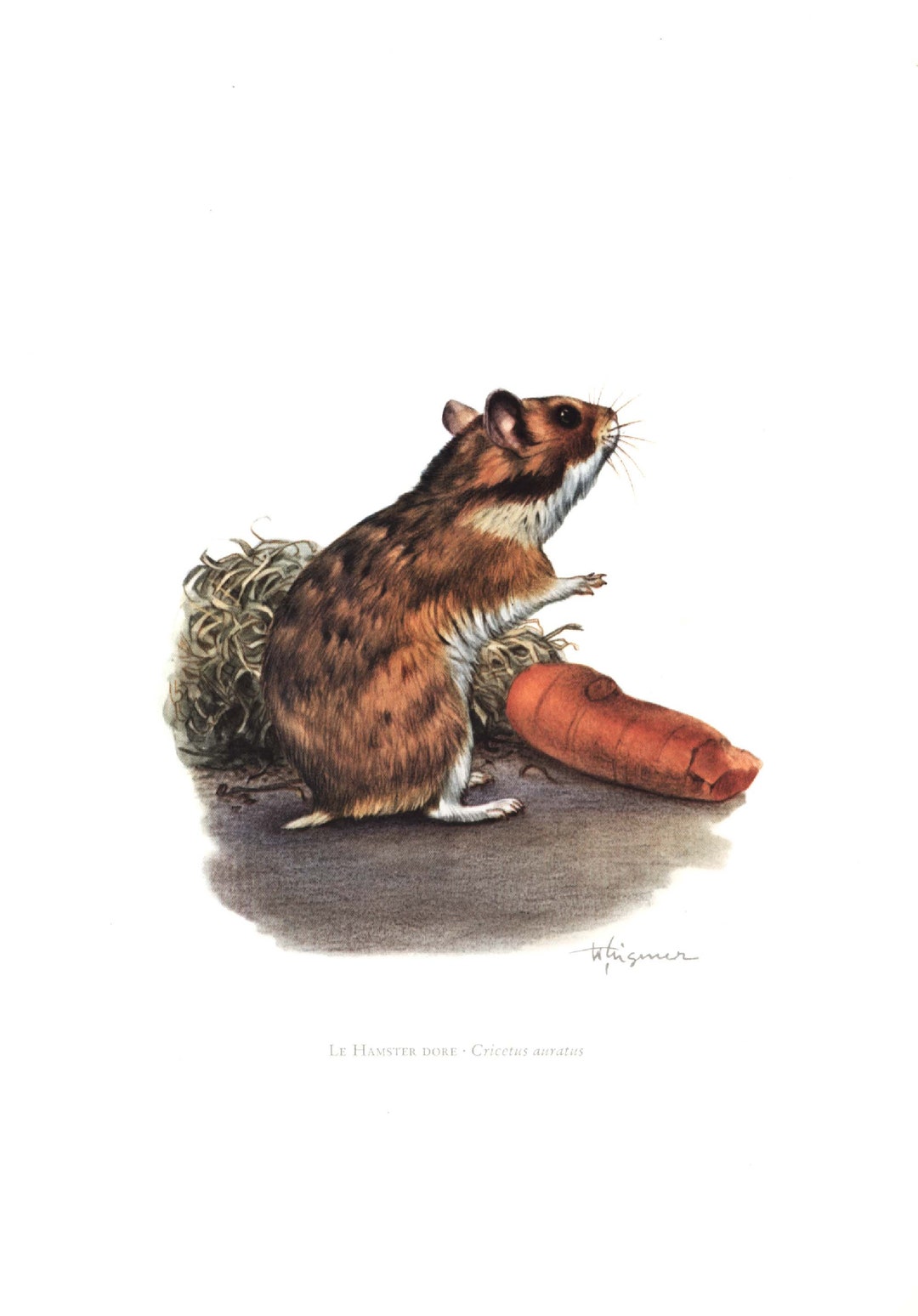 1974 Golden Hamster Vintage Illustration, Animal Art Print, Wild Animal ...
