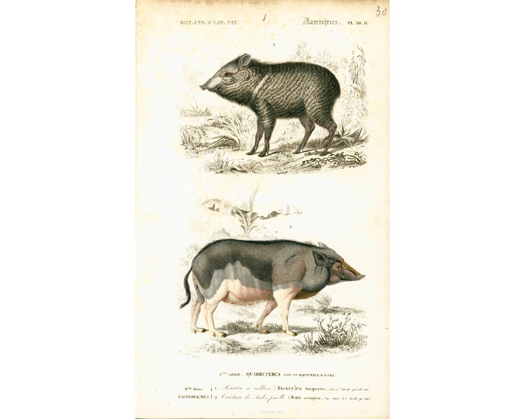 1861 Pecari Wild Pig by Ch. Orbigny Original Antique Print Animals ...