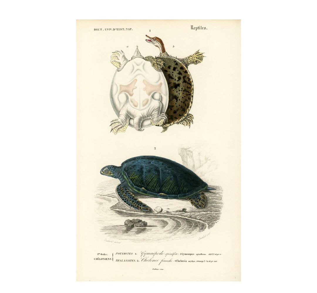 1861 Reptiles Tortoises Terrapin, Blue Sea Turtle by Ch. Orbigny ...