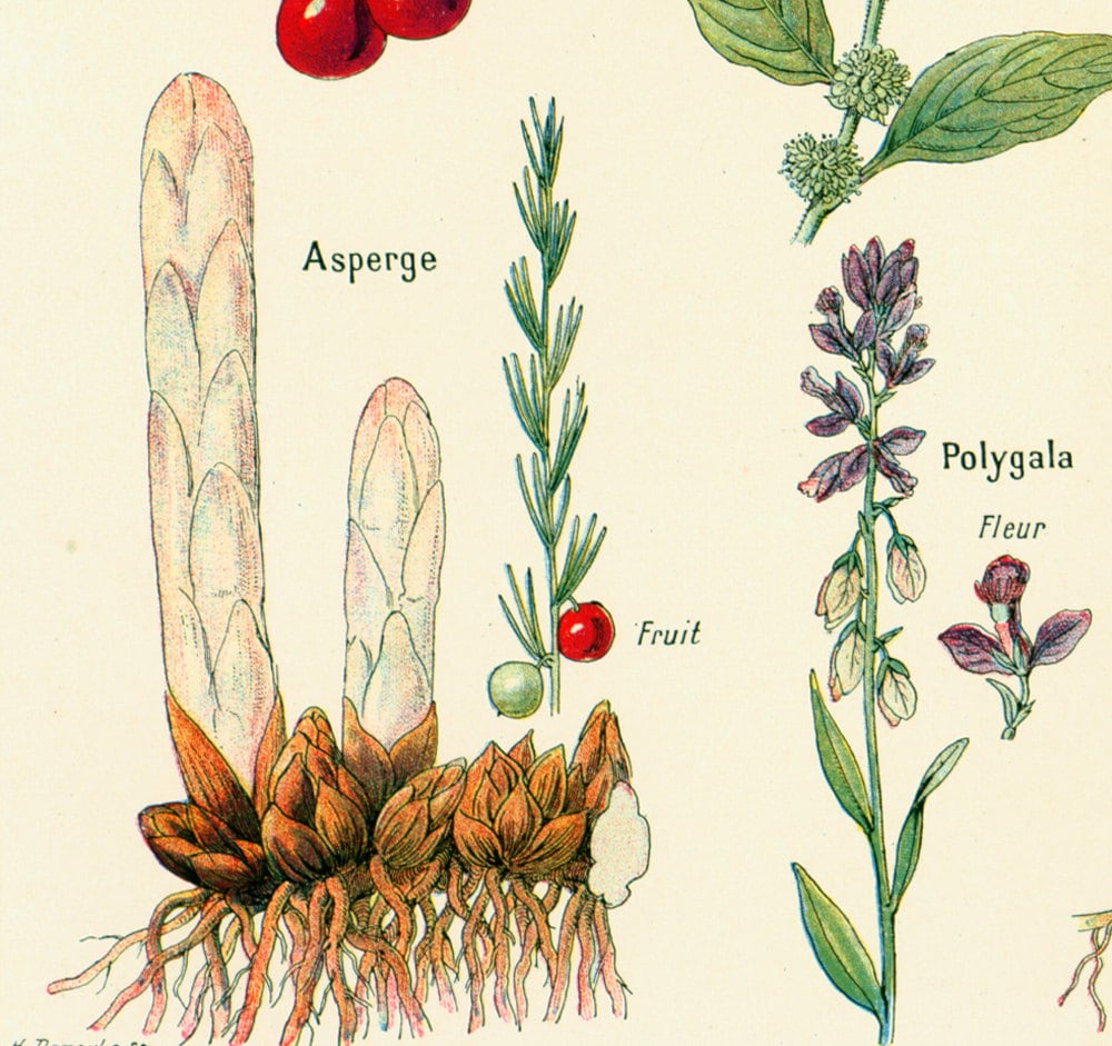 1897 Sudorific & Diuretic Plants, Medicinal Plants Antique Print ...