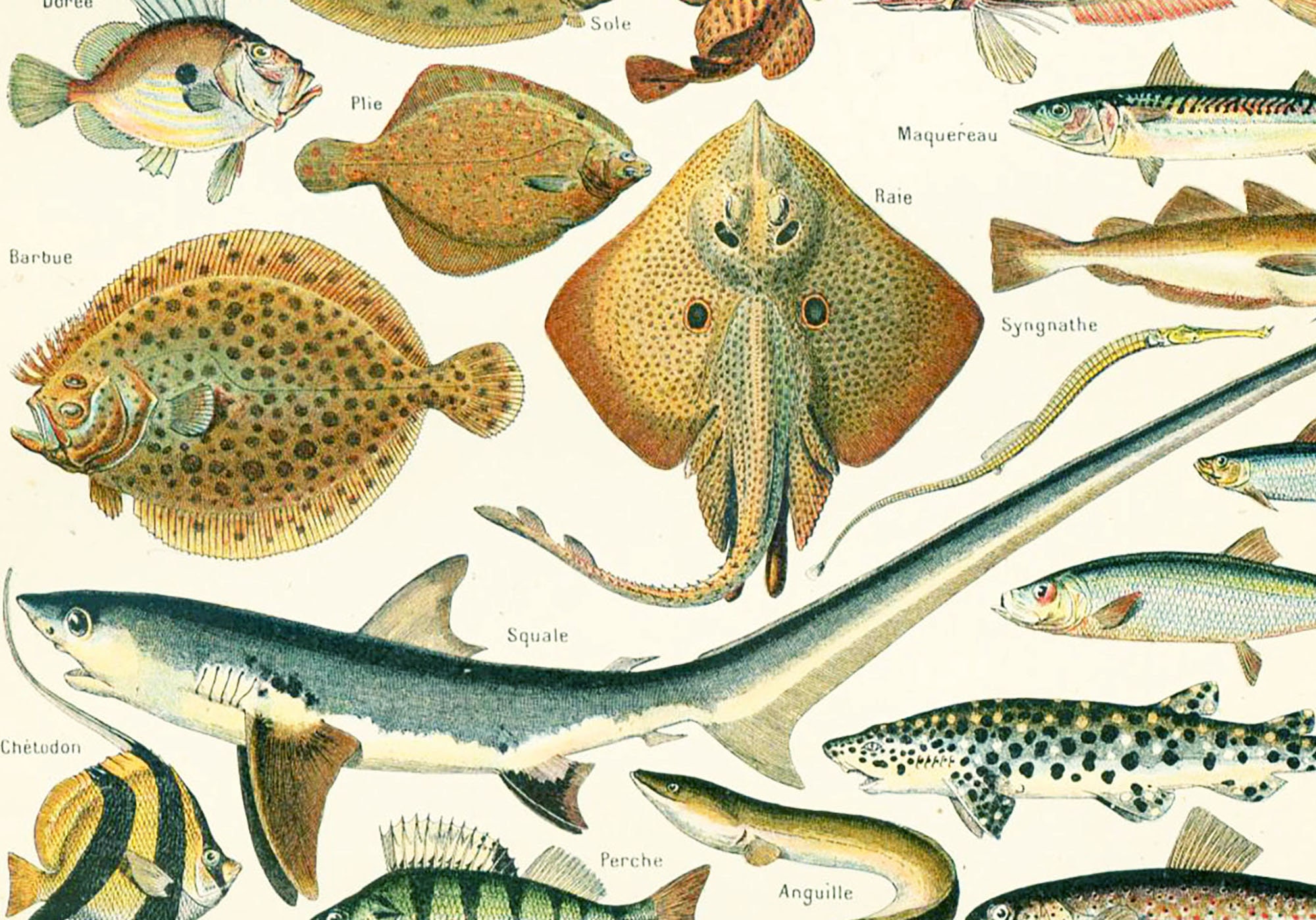 1930 Antique Fish Chart Ichtyology Identification Authentic | Etsy