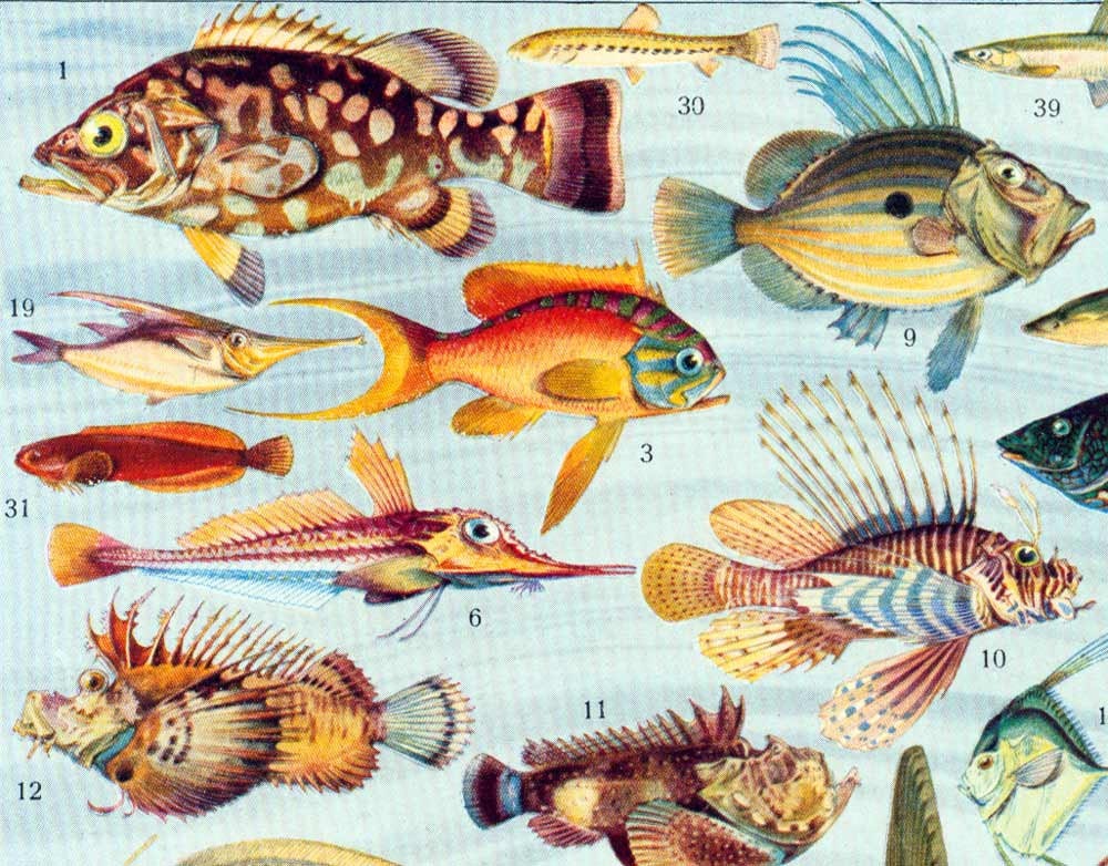 1933 Antique Fish Chart Print. Fishing Fisheries Game Fish - Etsy