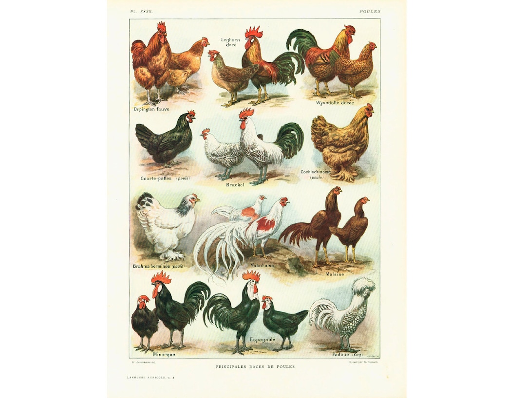 1922 Antique Rooster Print. Original Hen Lithograph. Farm Animals Print ...