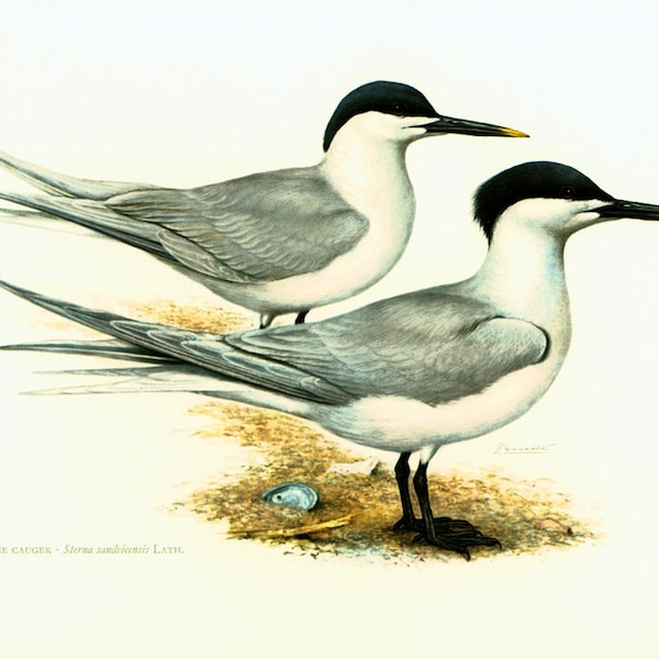 Sea Tern - Etsy