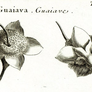 1797 Antique Guavas Print Fruit Flower Tree Botanical Natural History ...