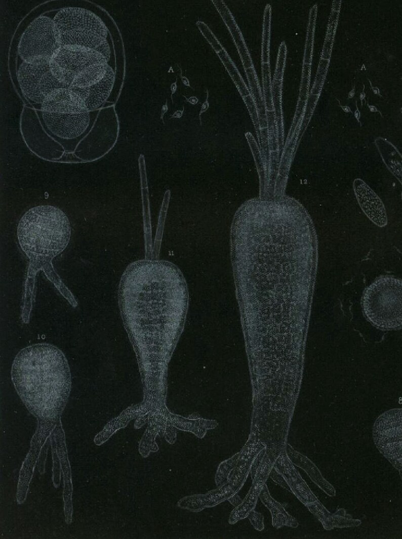 1881 Antique Reproductive Cycle Seaweed Print French Encyclopedia Algae ...