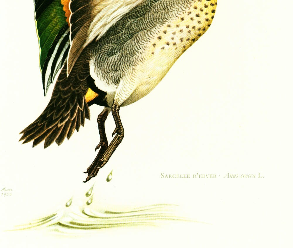 1961 Antique Teal Print Dabbling Duck Aquatic Bird Vintage | Etsy