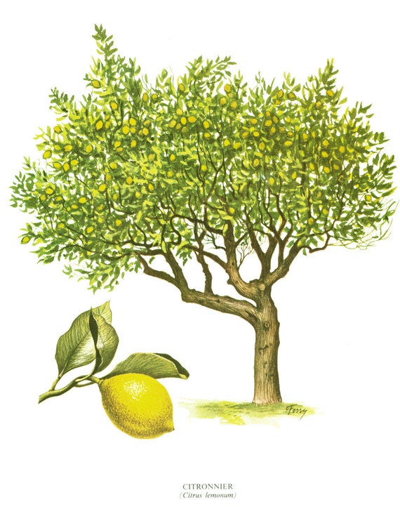 Lemon Tree Drawing